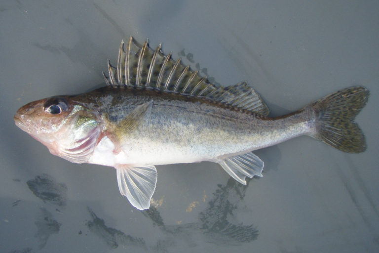 Kiiski : Ottiopas.fi