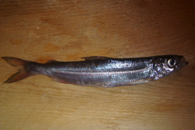 Muikku : Ottiopas.fi