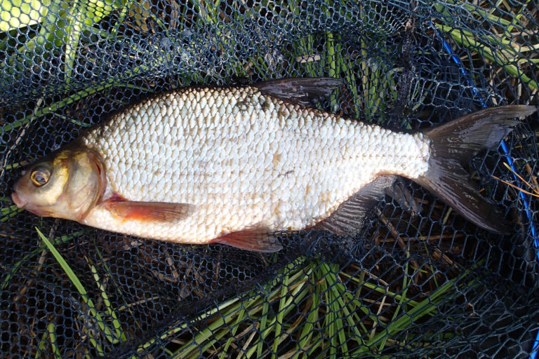 Pasuri : Ottiopas.fi